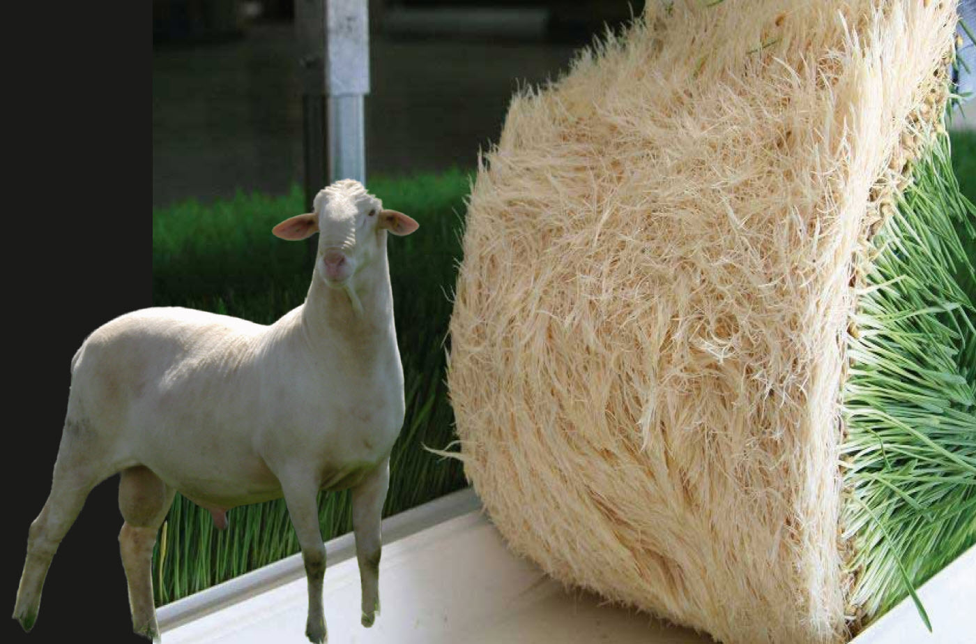 Greenfield Hydroponics Cow Fodder